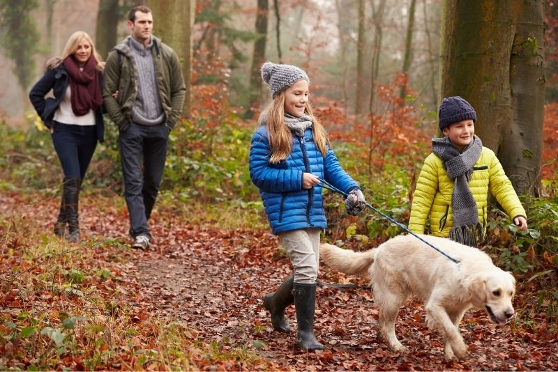 Winter dog walking – our top tips! | Howden Insurance