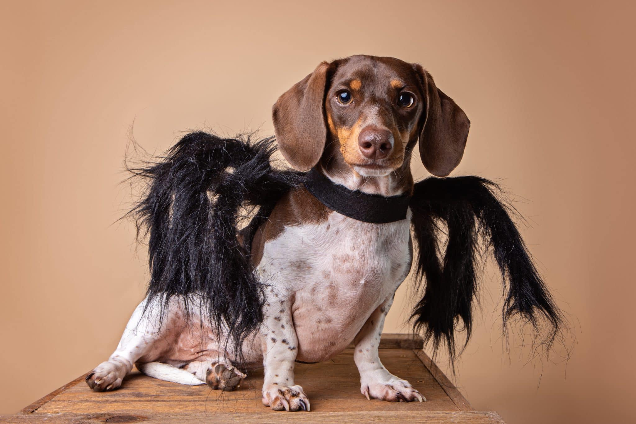 How to celebrate Halloween with your dog | Howden Insurance