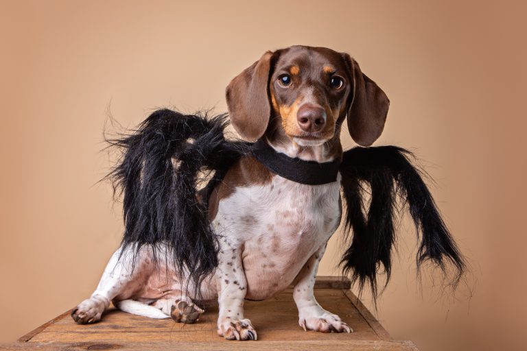 How to celebrate Halloween with your dog | Howden Insurance