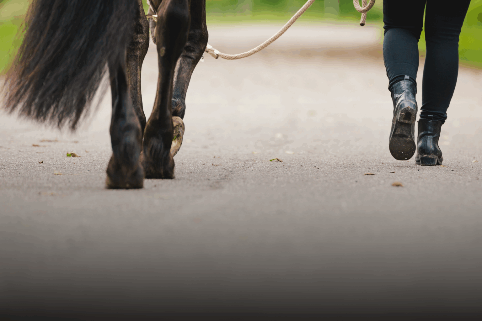 Mud fever prevention: keeping your horse’s legs healthy this winter ...